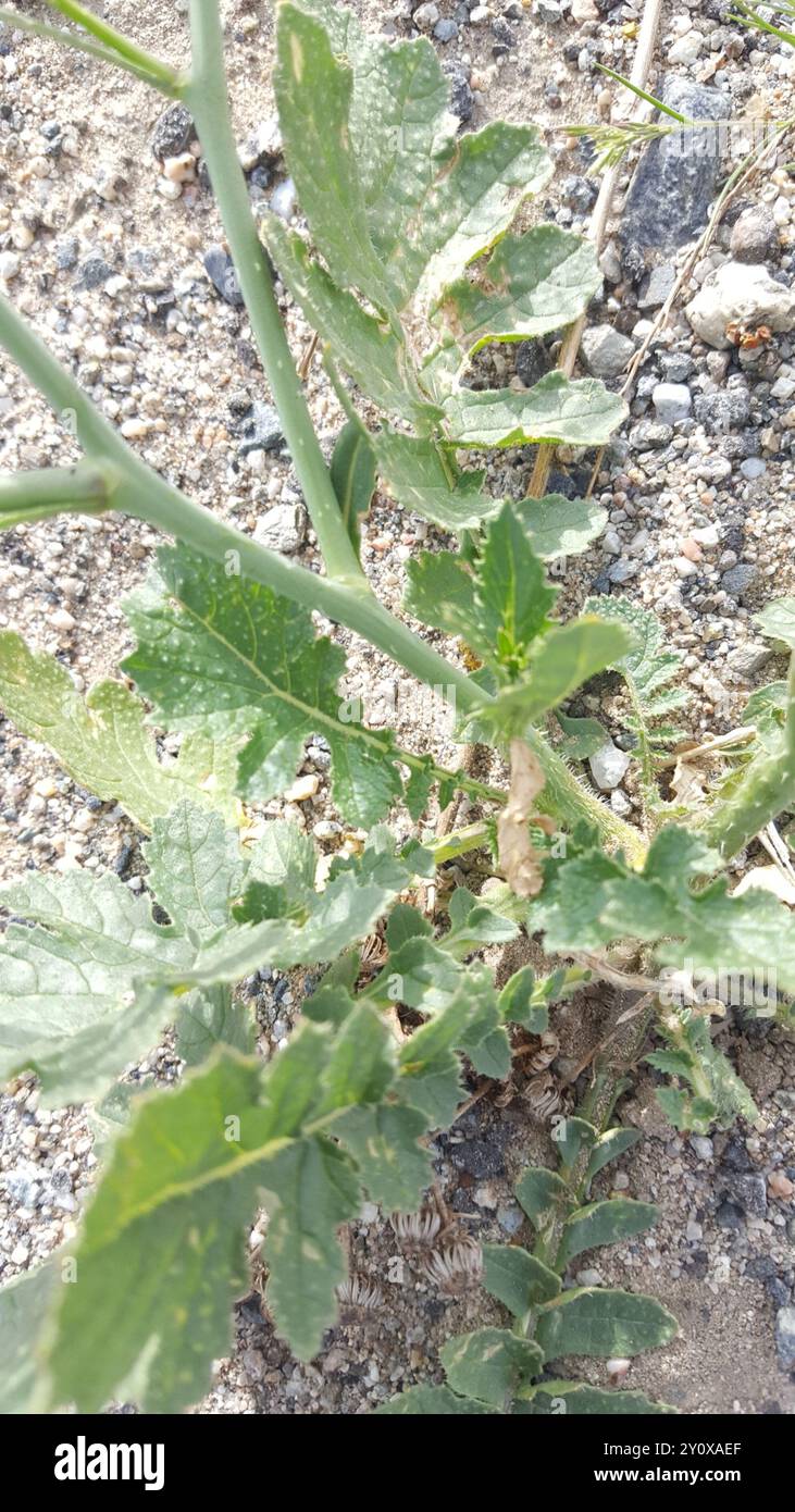 Saharan Mustard (Brassica tournefortii) Plantae Stock Photo - Alamy