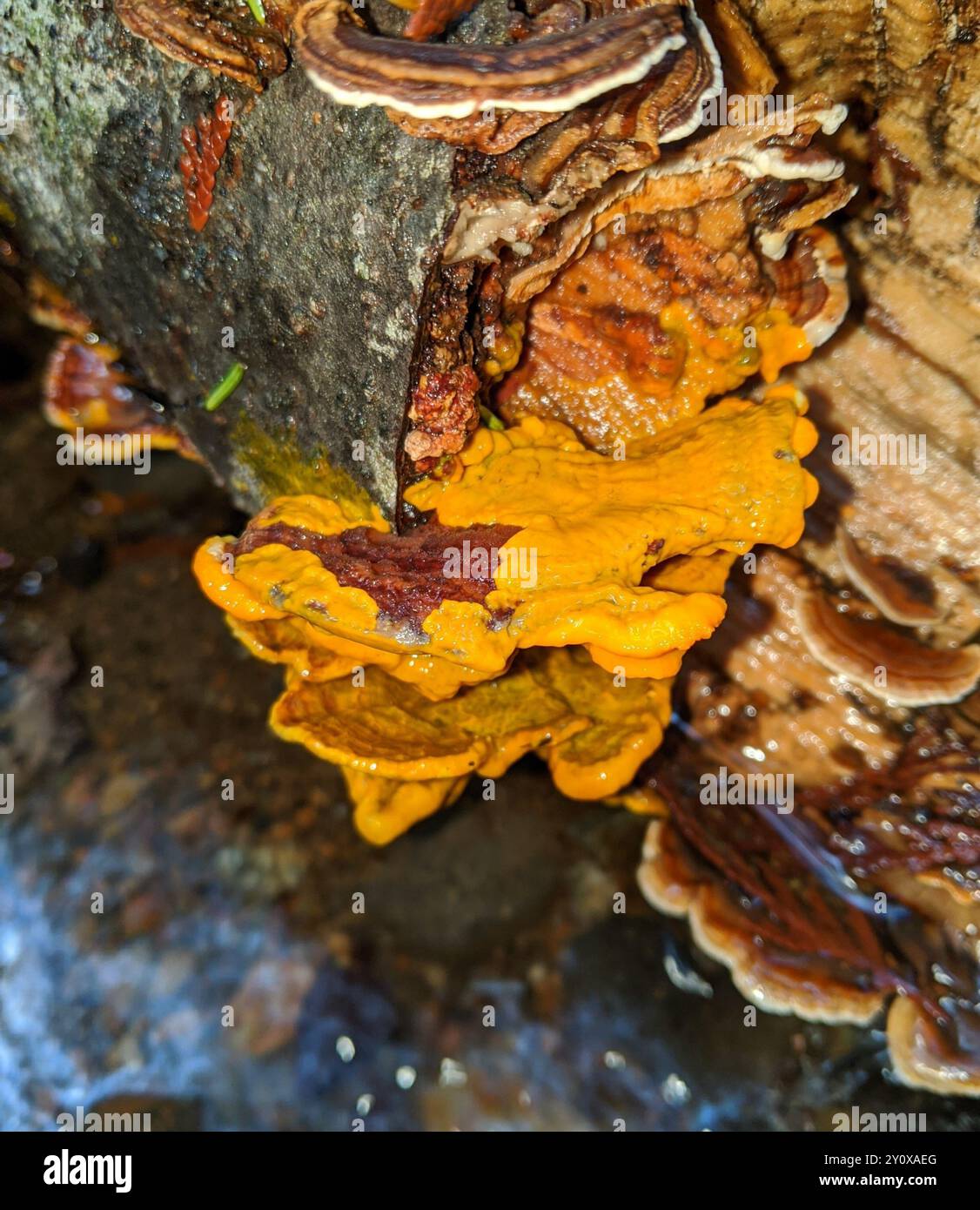 (Badhamia utricularis) Protozoa Stock Photo - Alamy