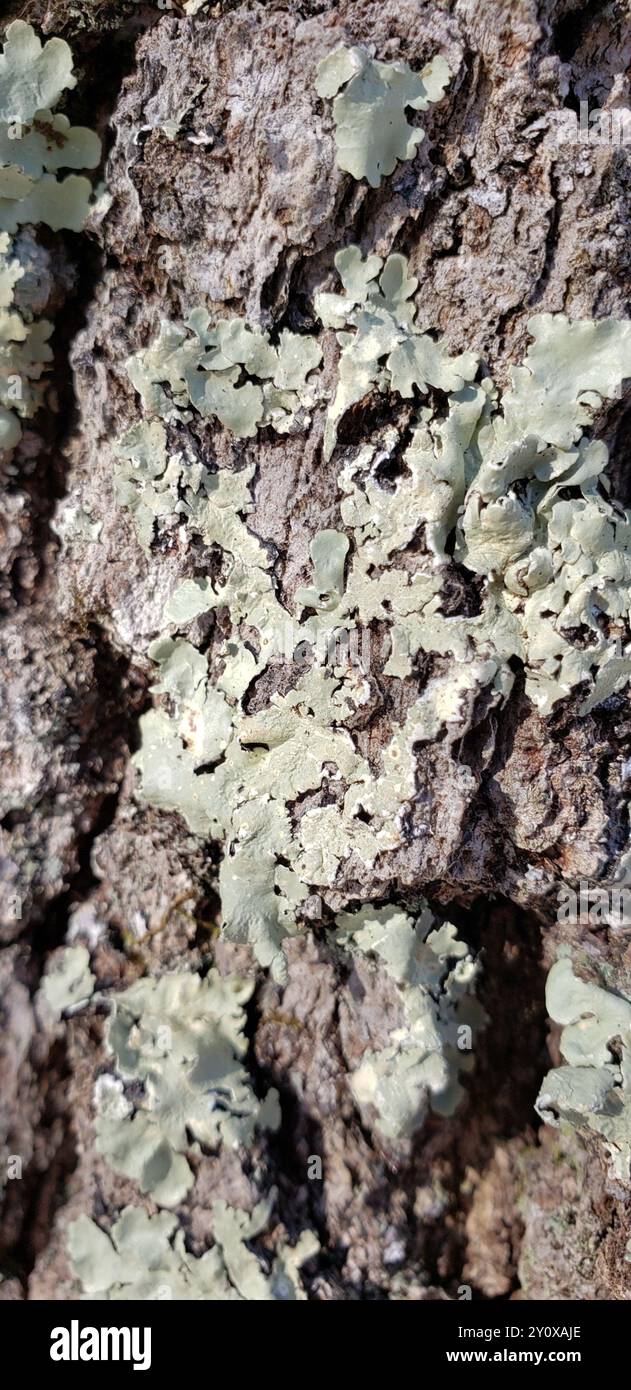 Ruffle Lichens (Parmotrema) Fungi Stock Photo - Alamy