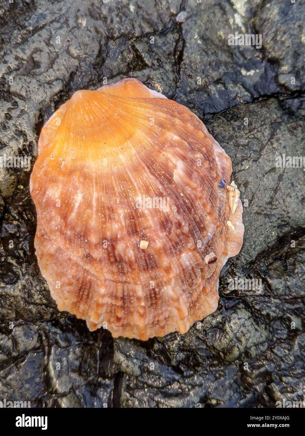 Giant Rock Scallop (Crassadoma gigantea) Mollusca Stock Photo - Alamy