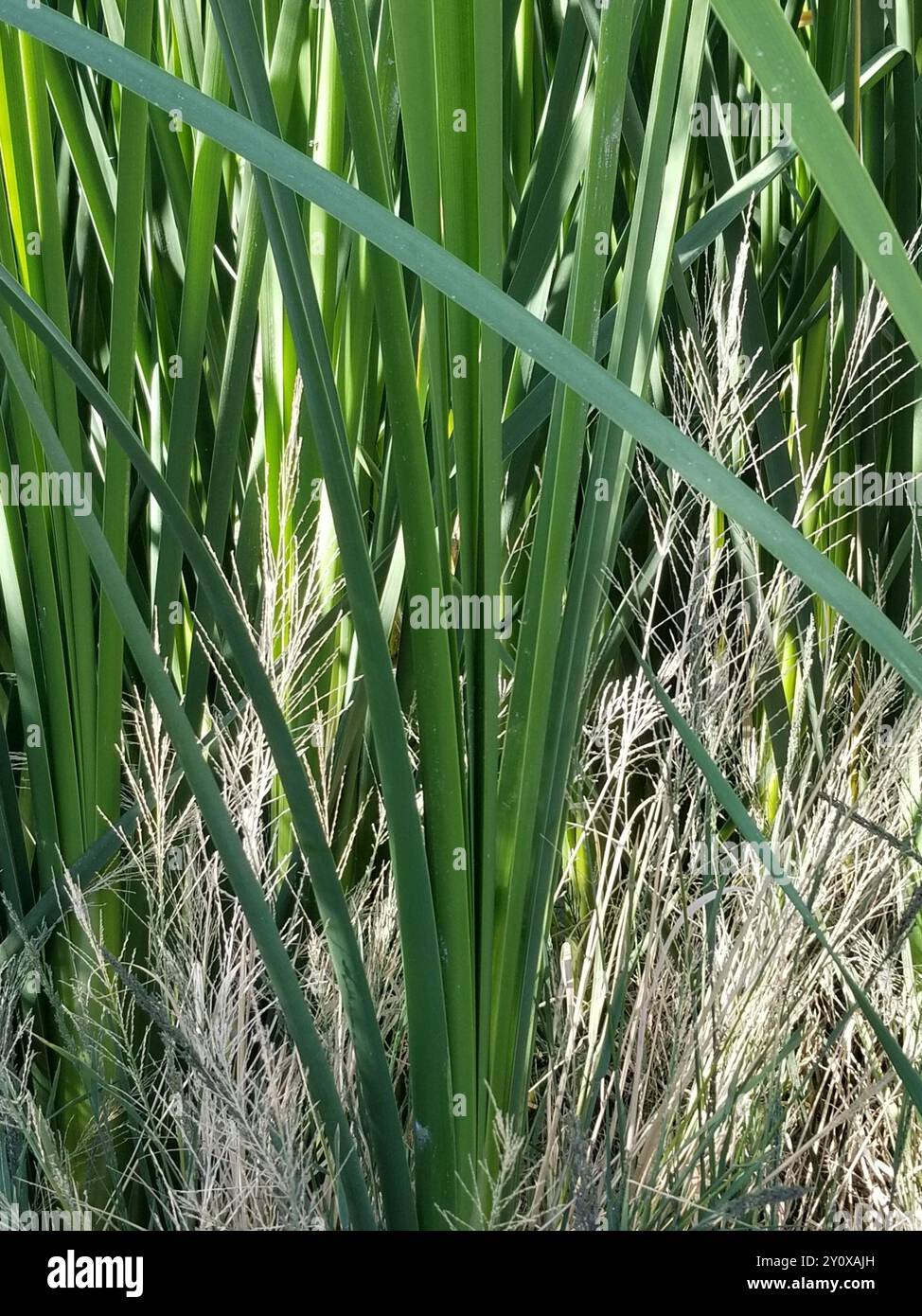 southern cattail (Typha domingensis) Plantae Stock Photo - Alamy