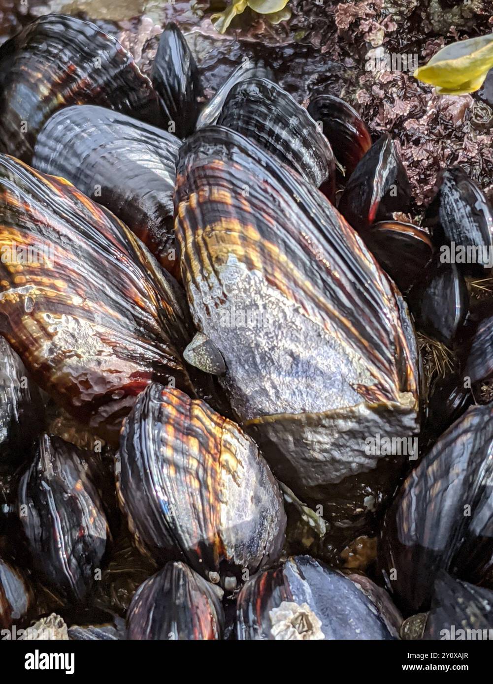 California Mussel (Mytilus californianus) Mollusca Stock Photo - Alamy