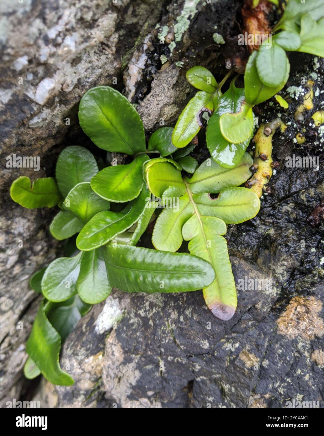 leathery polypody (Polypodium scouleri) Plantae Stock Photo - Alamy