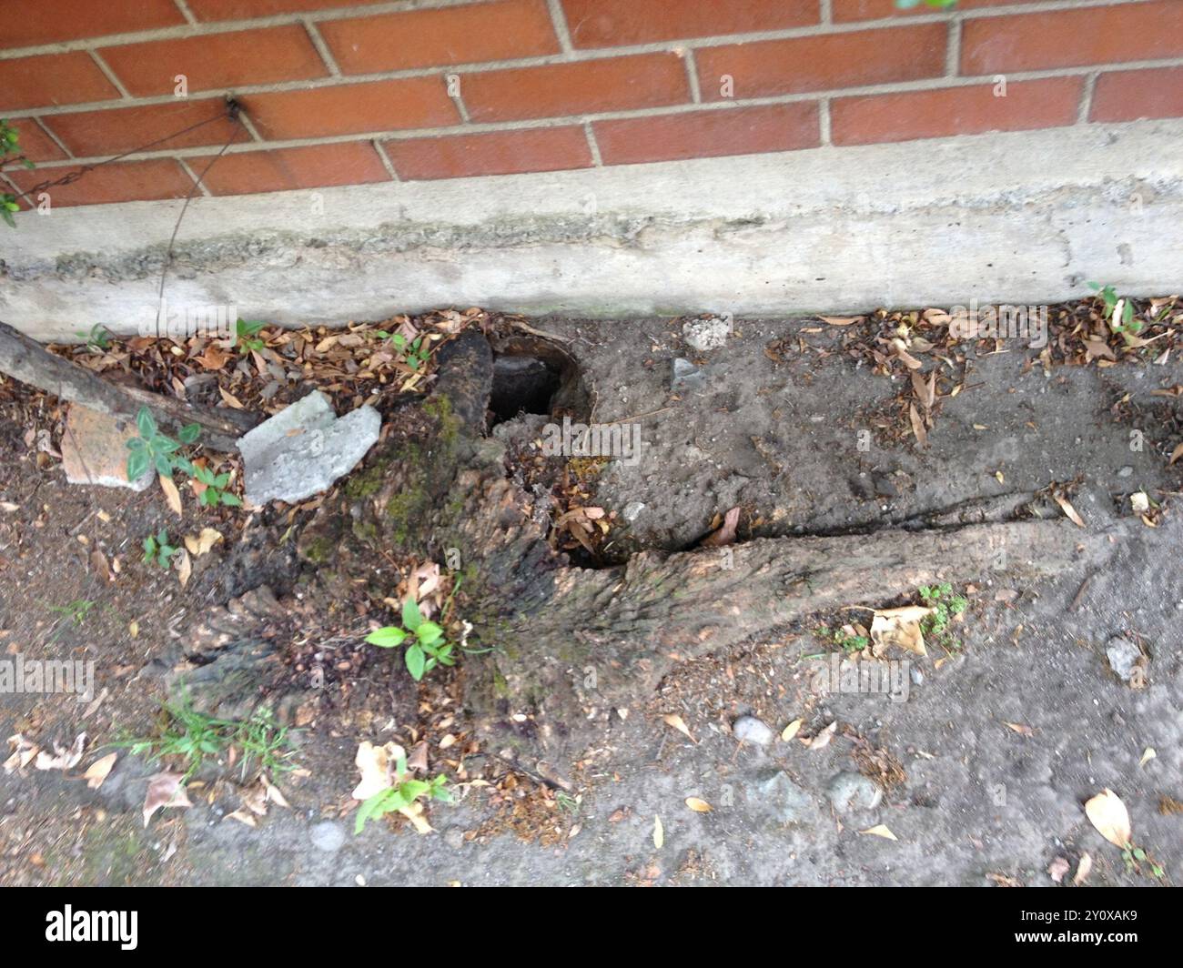 Virginia Opossum (Didelphis virginiana) Mammalia Stock Photo - Alamy