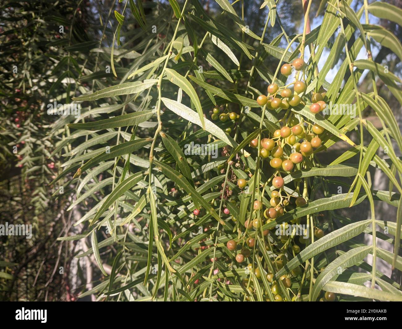 Peruvian Pepper Tree (Schinus molle) Plantae Stock Photo - Alamy
