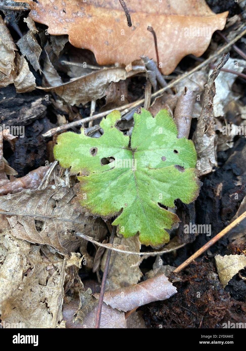 Broad-leaf Waterleaf (Hydrophyllum canadense) Plantae Stock Photo - Alamy