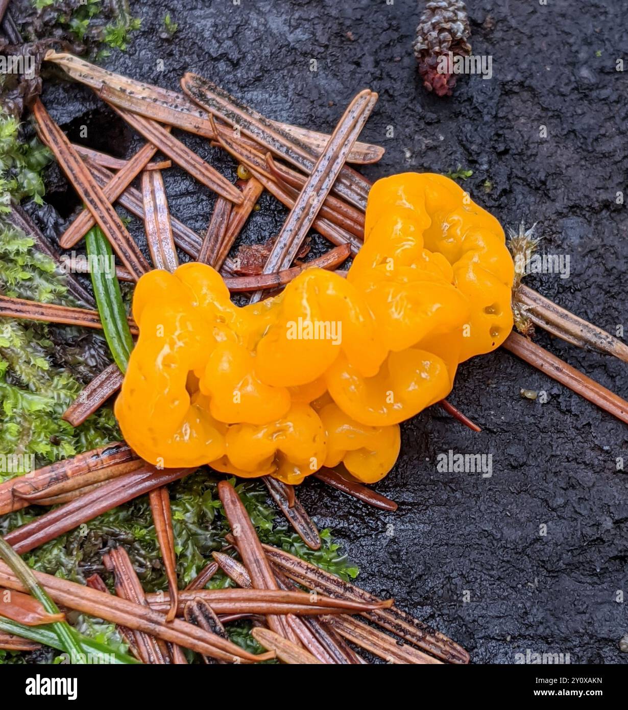 Orange Jelly Spot (Dacrymyces chrysospermus) Fungi Stock Photo - Alamy