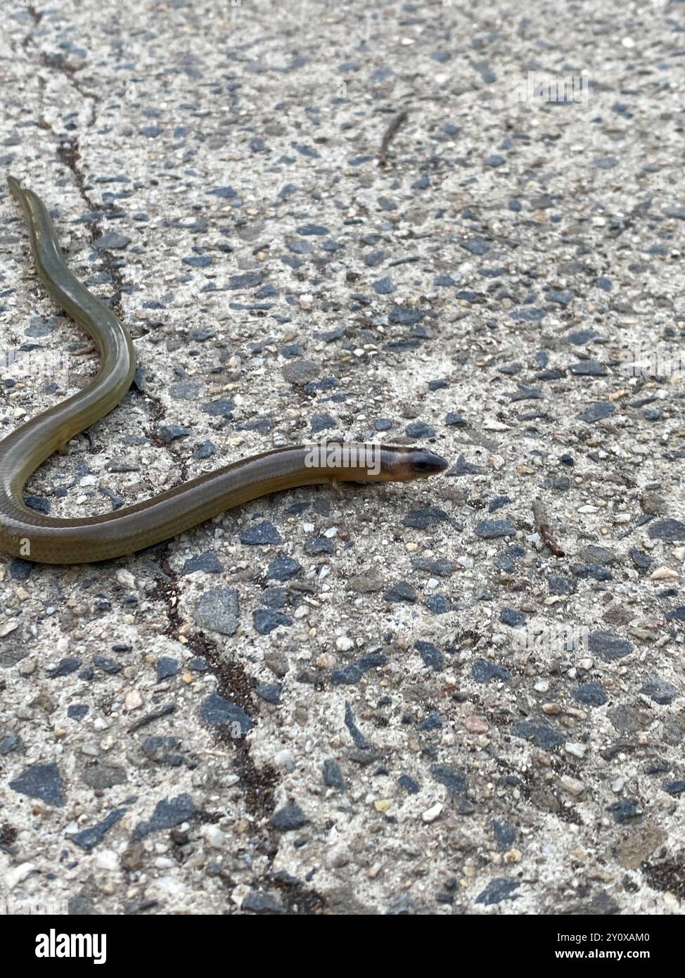 Three-clawed Worm-skink (Anomalopus verreauxii) Reptilia Stock Photo ... Three-clawed Worm-skink (Anomalopus verreauxii) Reptilia Stock Photo ...