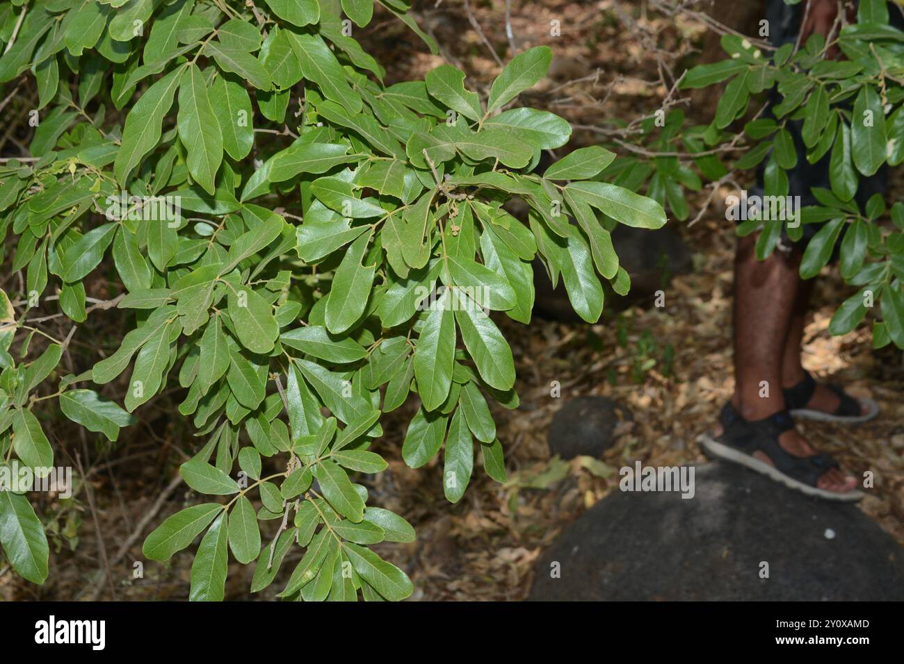 (Sapindus emarginatus) Plantae Stock Photo - Alamy