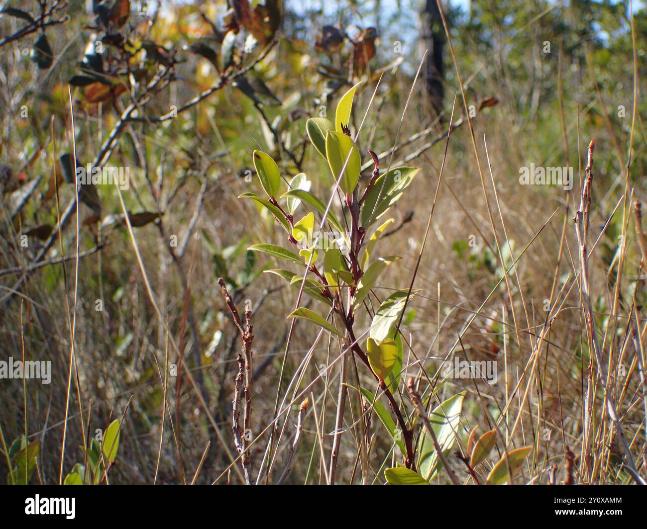 fetterbush lyonia (Lyonia lucida) Plantae Stock Photo - Alamy