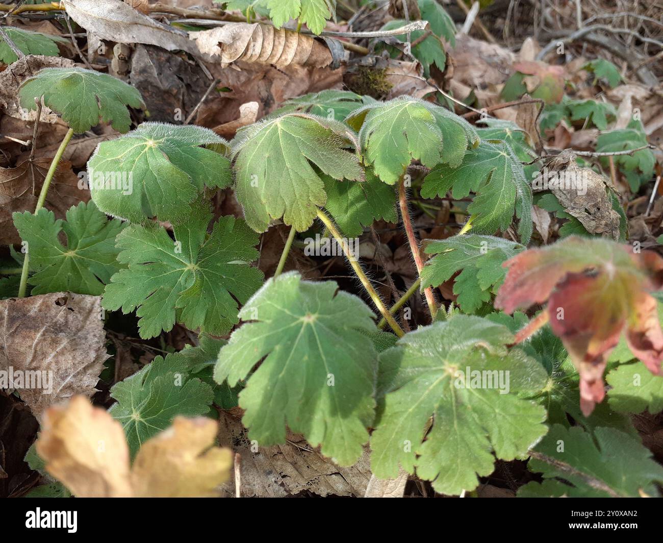 Rock Crane's-bill (Geranium macrorrhizum) Plantae Stock Photo - Alamy