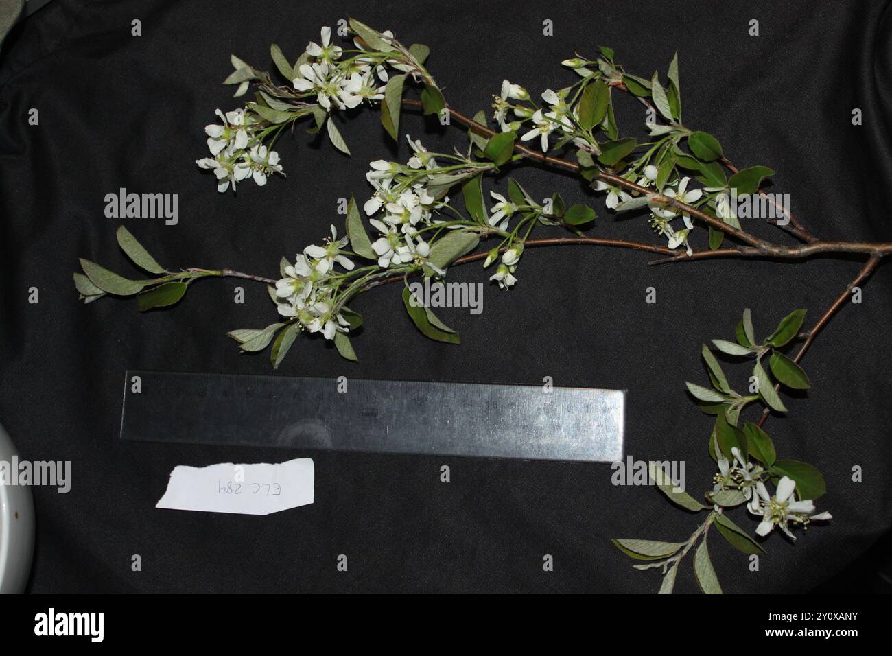 Running Serviceberry (Amelanchier stolonifera) Plantae Stock Photo - Alamy