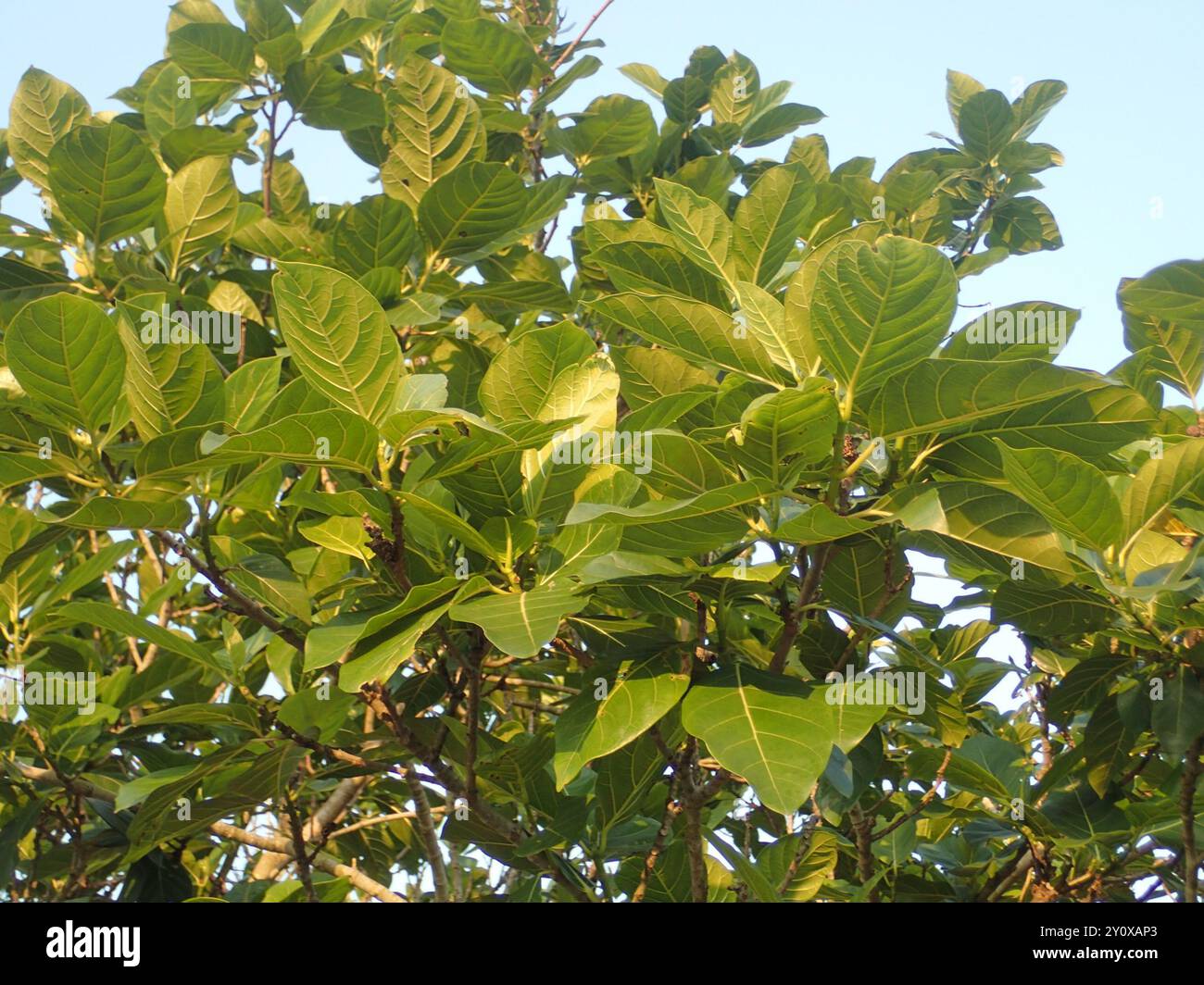 Hauili fig tree (Ficus septica) Plantae Stock Photo - Alamy