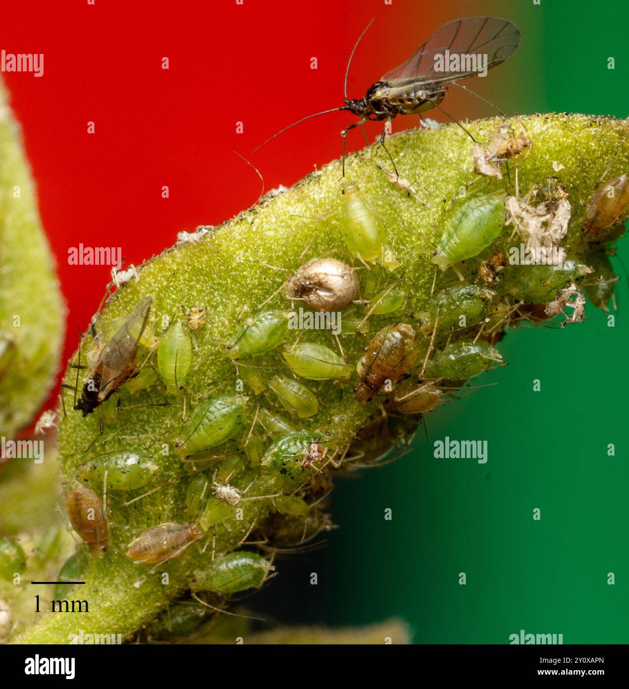 Green Peach Aphid (Myzus persicae) Insecta Stock Photo - Alamy