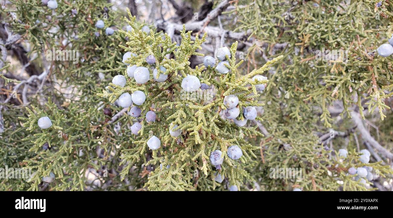 junipers (Juniperus) Plantae Stock Photo - Alamy