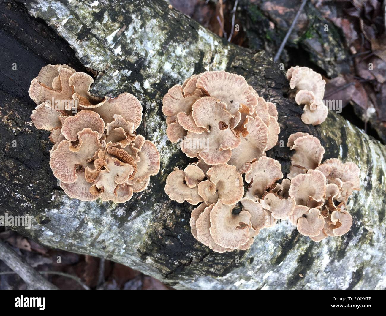 Luminescent Panellus (Panellus stipticus) Fungi Stock Photo - Alamy