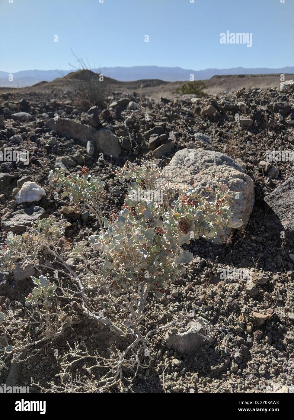 Desert Holly (Atriplex hymenelytra) Plantae Stock Photo - Alamy