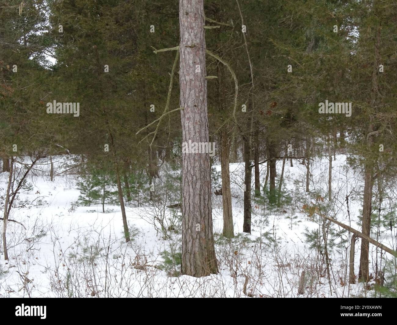 red pine (Pinus resinosa) Plantae Stock Photo - Alamy
