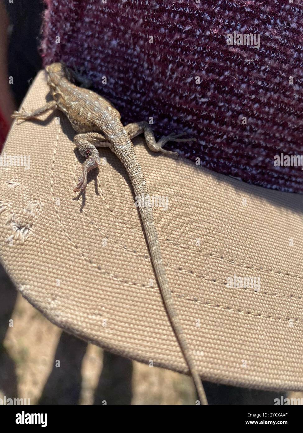 Western Side-blotched Lizard (Uta stansburiana elegans) Reptilia Stock ...