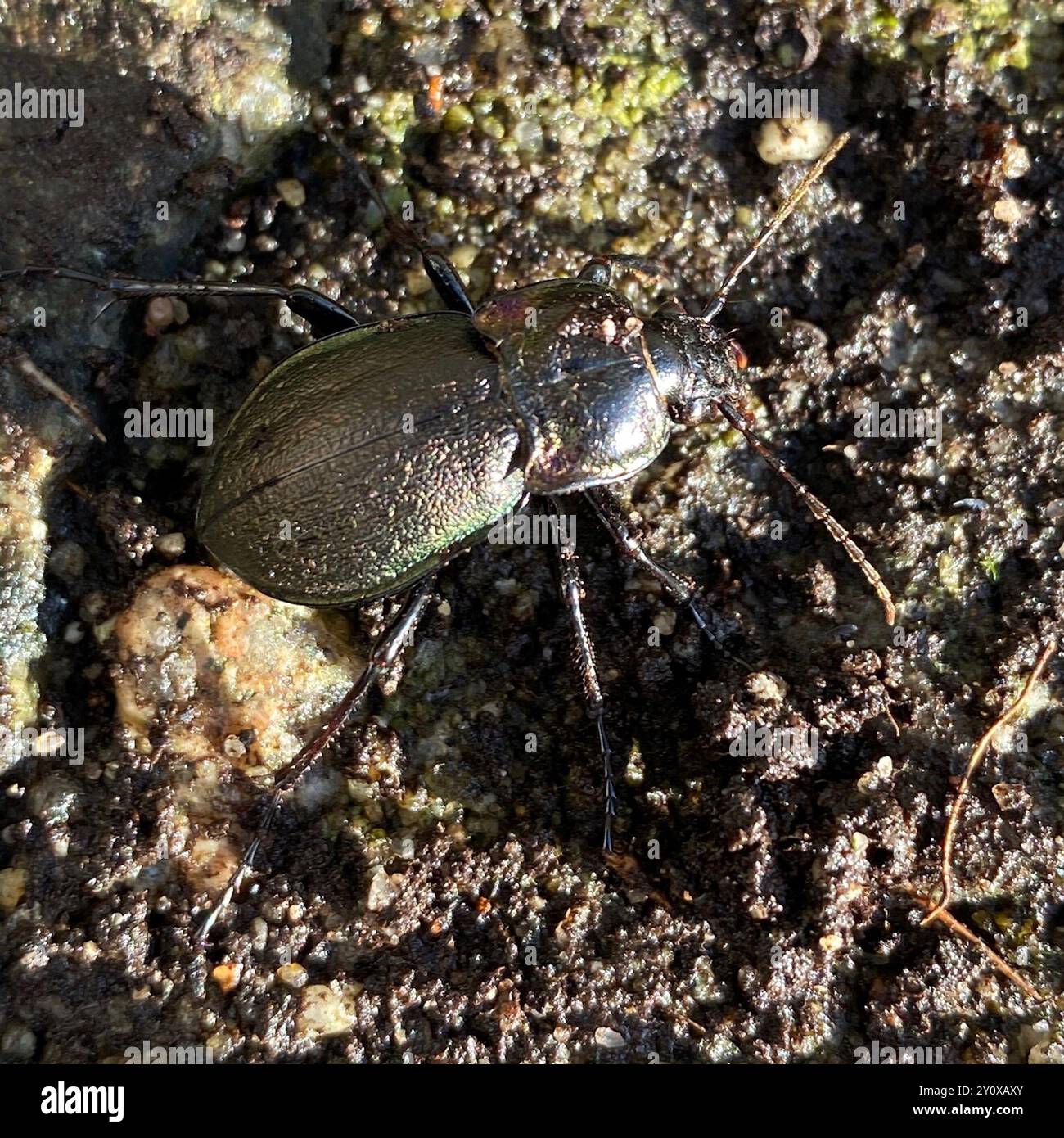 Bronze Ground Beetle (Carabus nemoralis) Insecta Stock Photo - Alamy