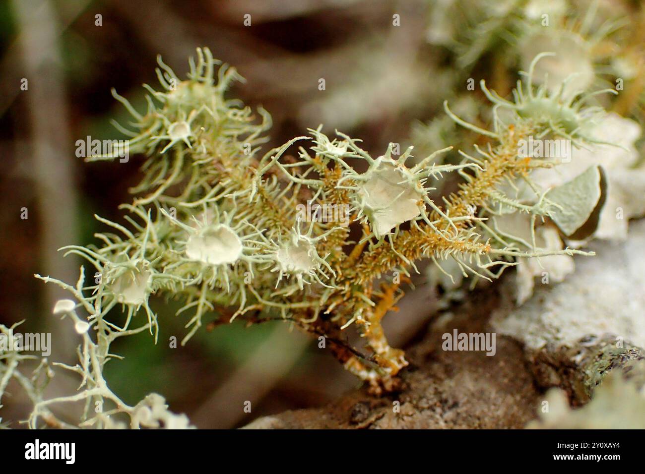 Bushy beard lichen (Usnea strigosa) Fungi Stock Photo - Alamy