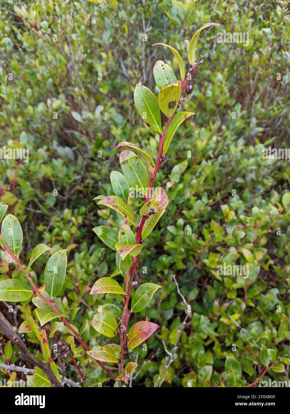 fetterbush lyonia (Lyonia lucida) Plantae Stock Photo - Alamy