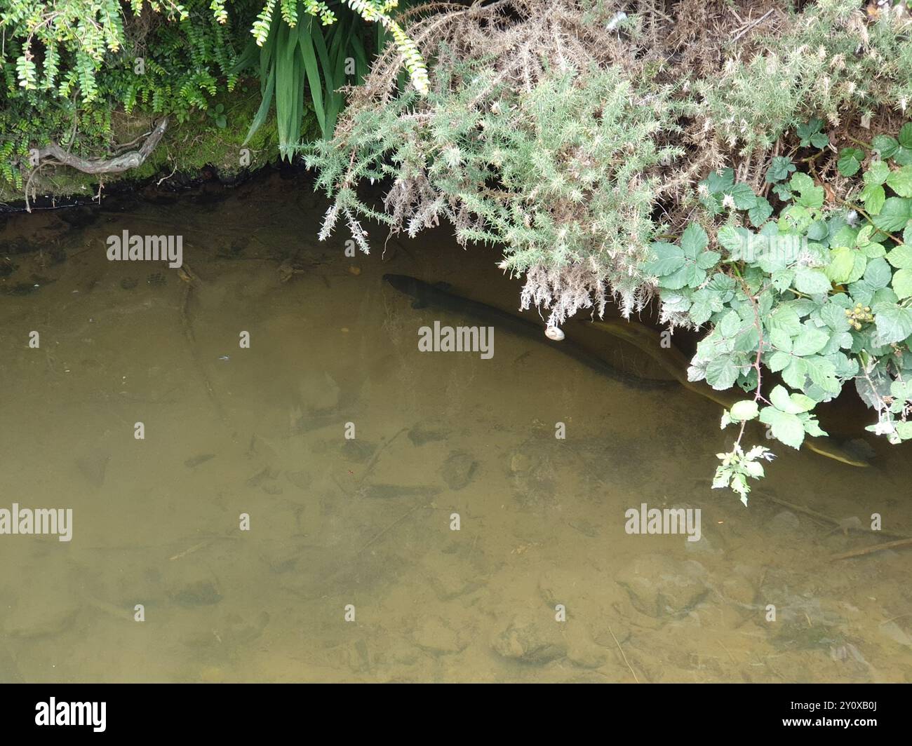 New Zealand Longfin Eel (Anguilla dieffenbachii) Actinopterygii Stock ...