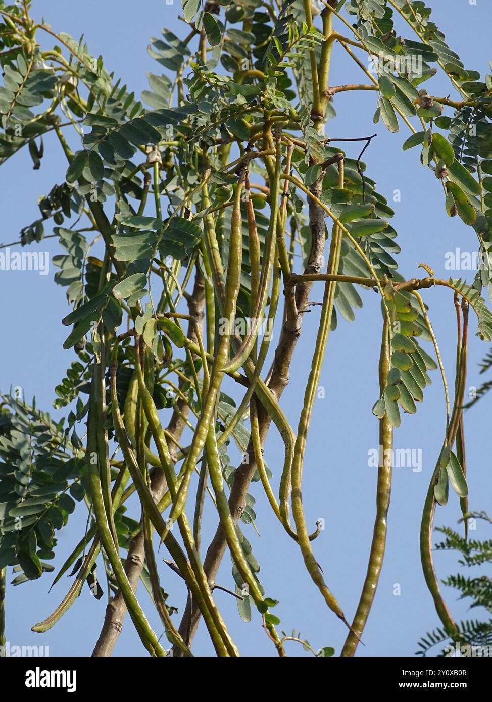 Agati (Sesbania grandiflora) Plantae Stock Photo - Alamy