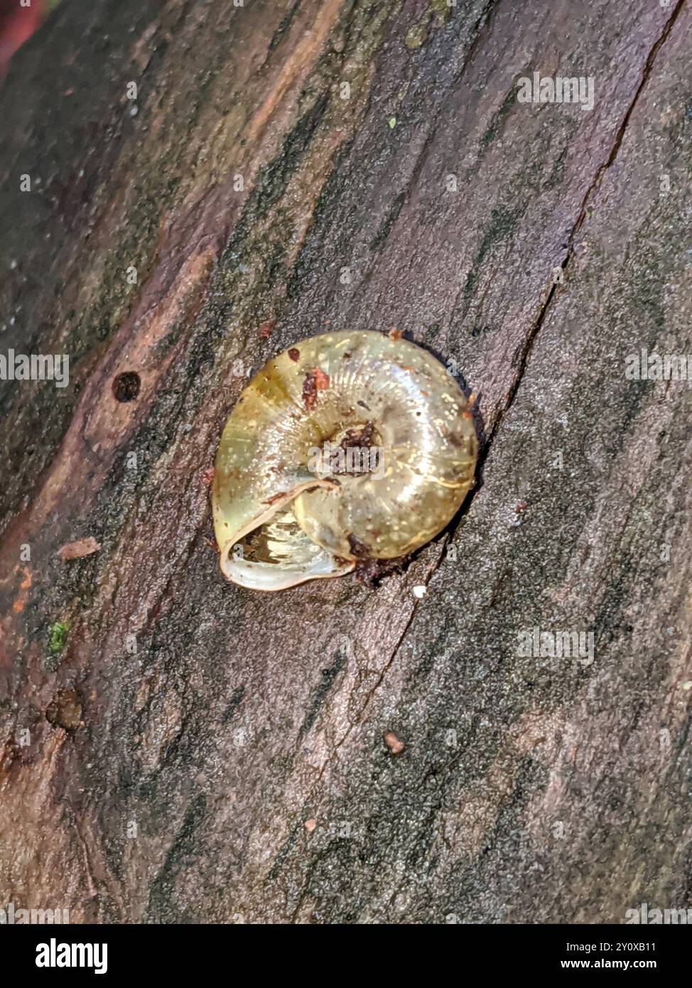 Beaded Lancetooth Snail (Ancotrema sportella) Mollusca Stock Photo - Alamy