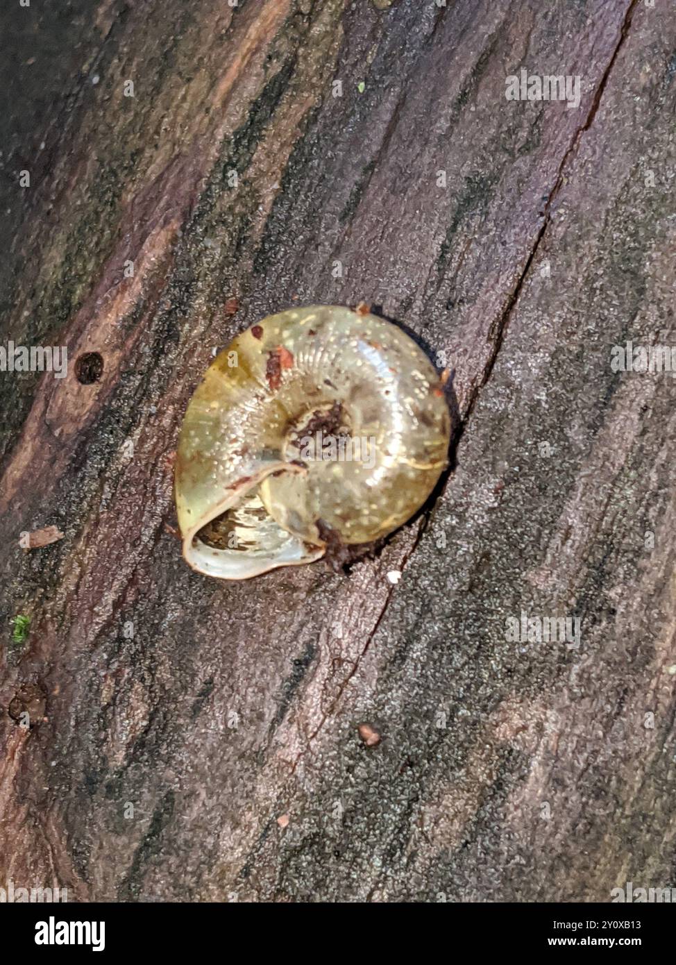 Beaded Lancetooth Snail (Ancotrema sportella) Mollusca Stock Photo - Alamy