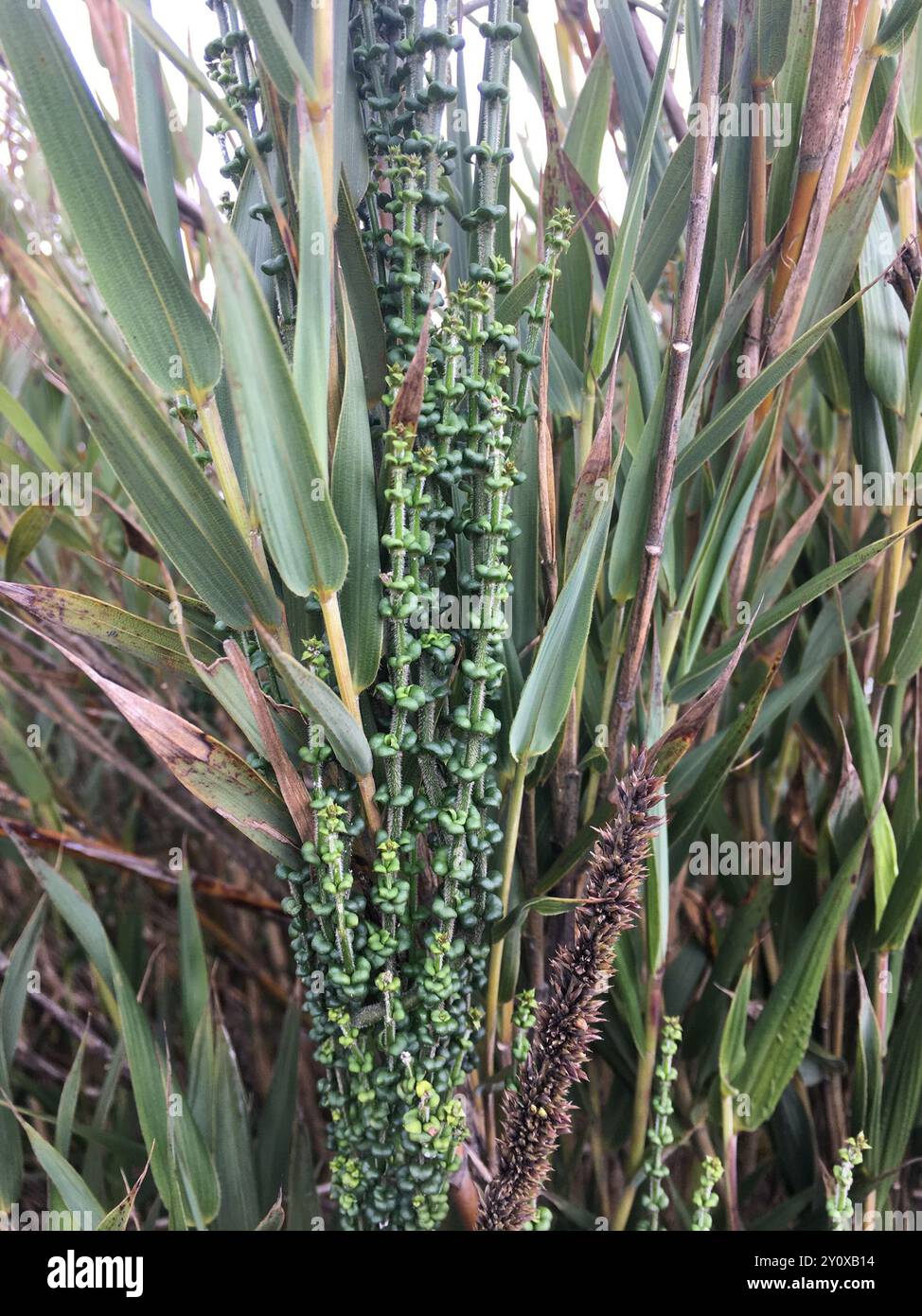 plants (Plantae) Plantae Stock Photo - Alamy