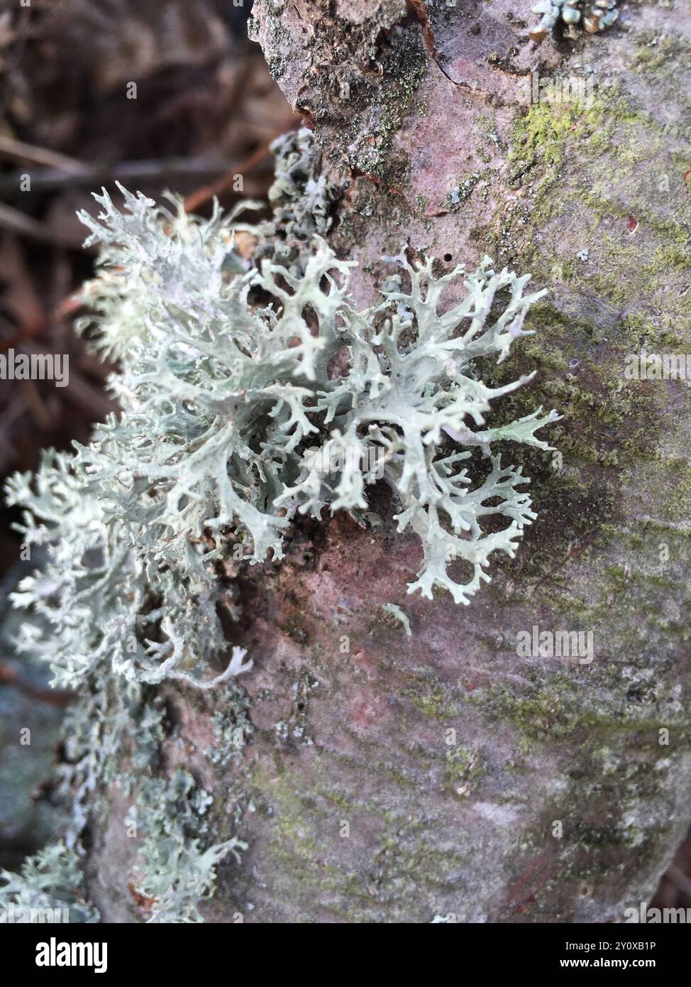 Oakmoss (Evernia prunastri) Fungi Stock Photo - Alamy