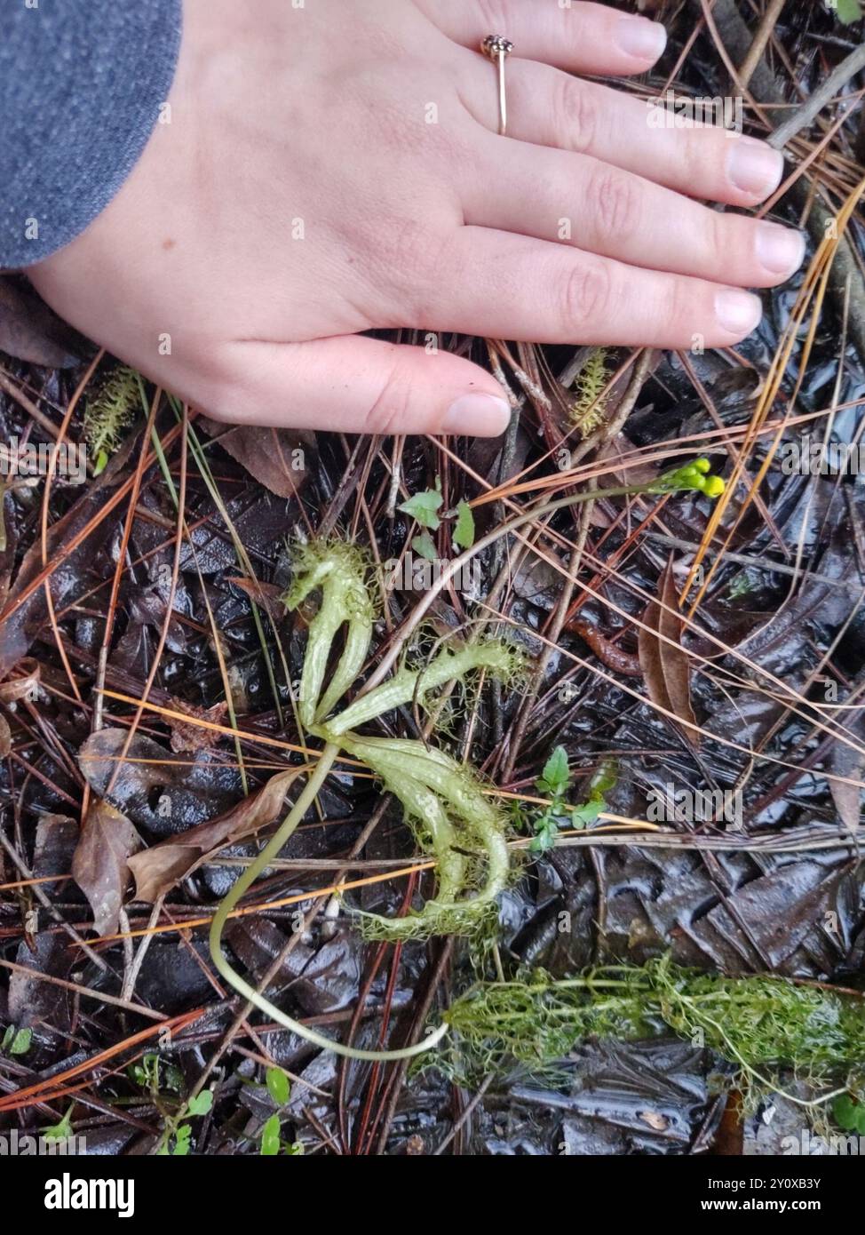 swollen bladderwort (Utricularia inflata) Plantae Stock Photo - Alamy