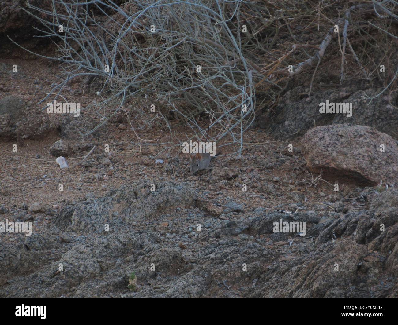 Western Rock Sengi (Elephantulus rupestris) Mammalia Stock Photo - Alamy