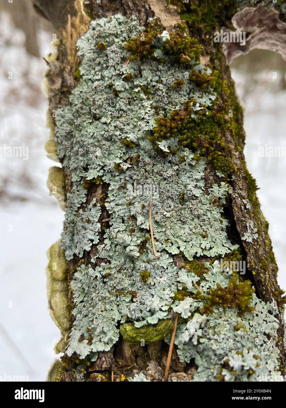rosette lichens, frost lichens, and allies (Physciaceae) Fungi Stock ...