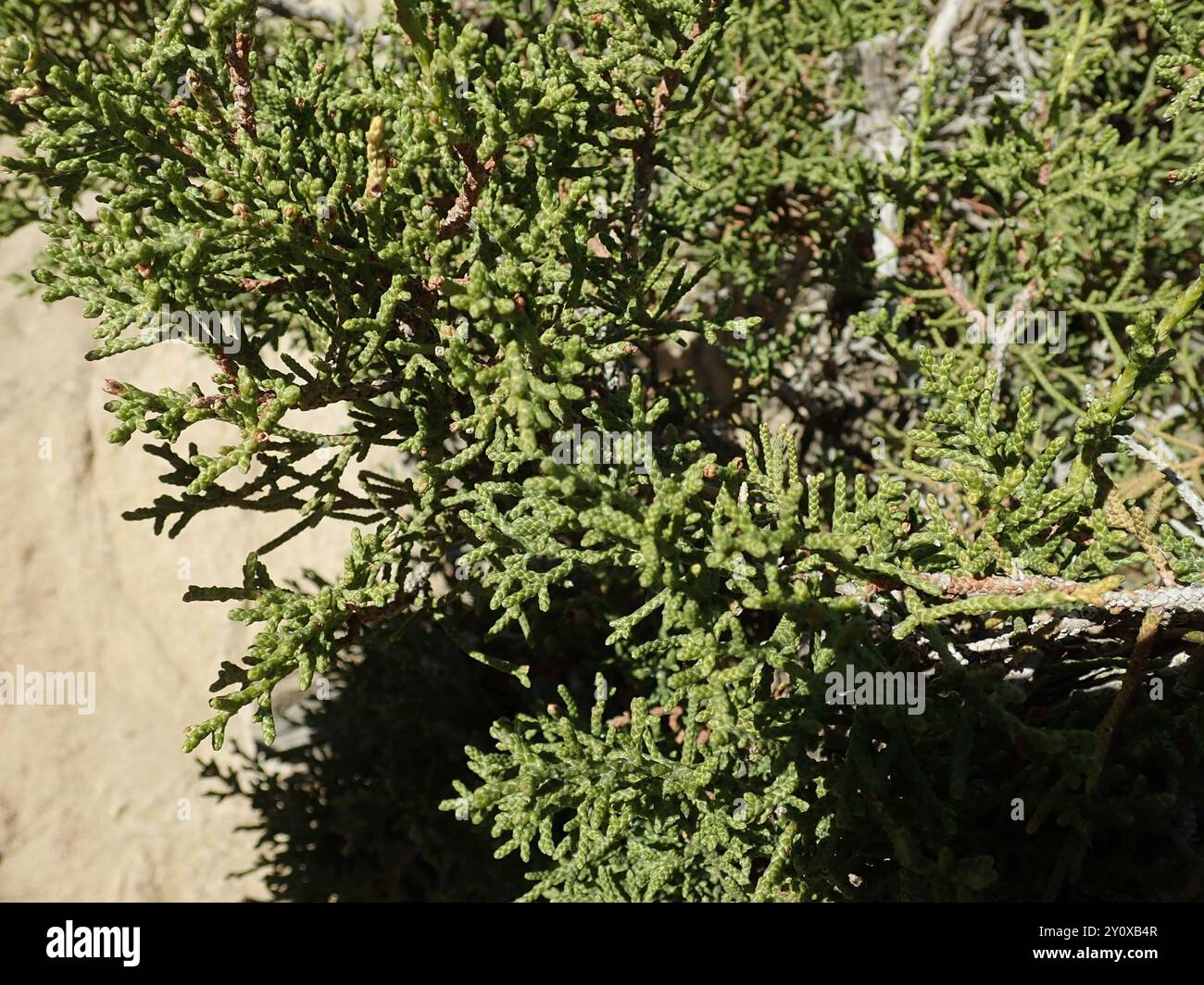 California juniper (Juniperus californica) Plantae Stock Photo - Alamy
