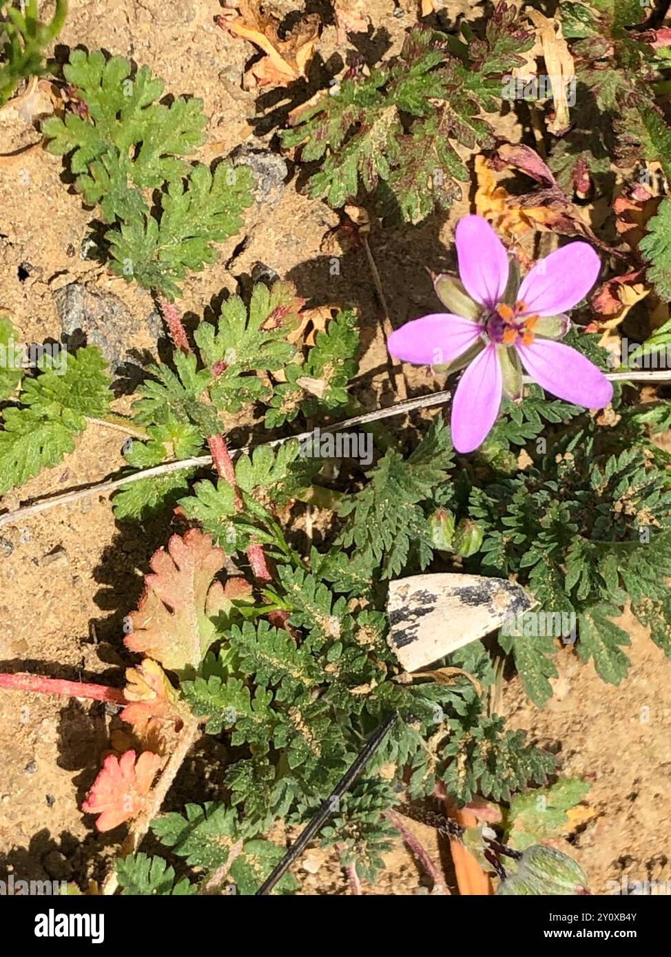 Redstem Stork's-bill (Erodium cicutarium) Plantae Stock Photo - Alamy