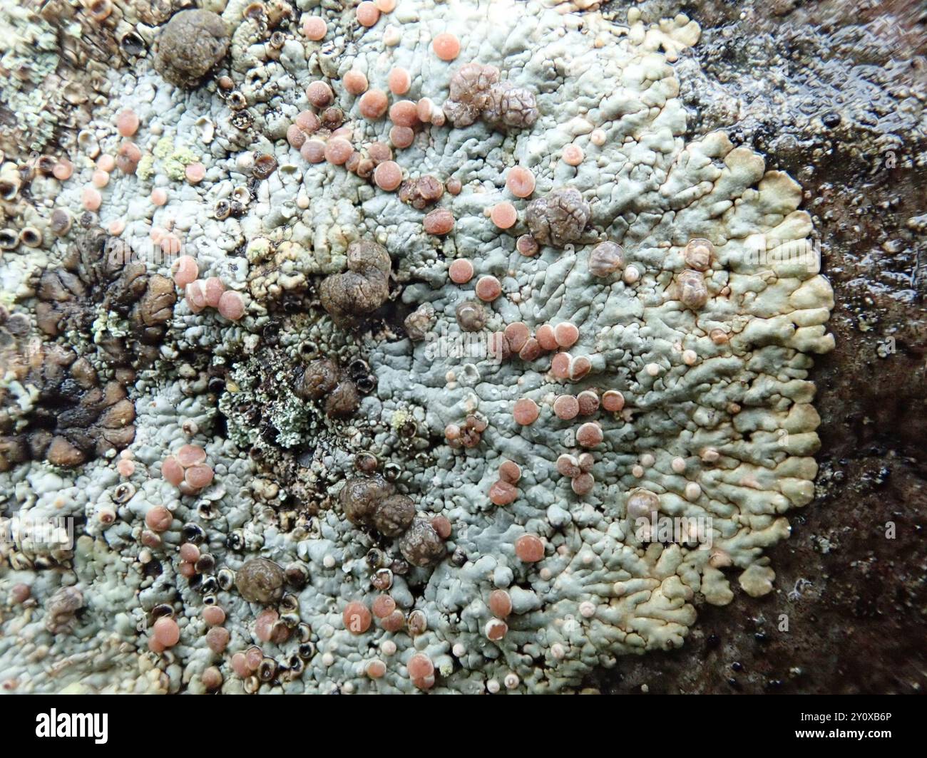 wart lichens, script lichens, and allies (Ostropomycetidae) Fungi Stock ...