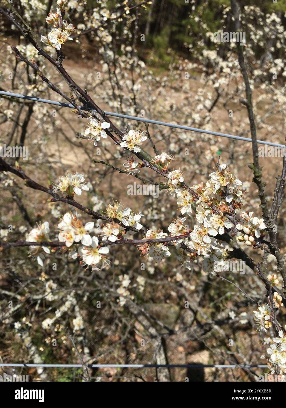 Chickasaw plum (Prunus angustifolia) Plantae Stock Photo - Alamy