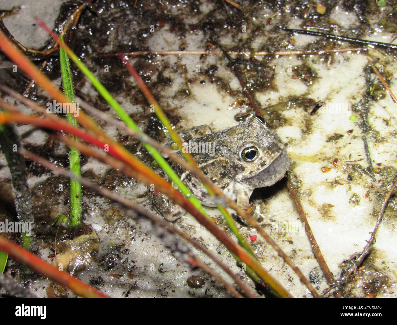 Cape sand frog (Tomopterna delalandii) Amphibia Stock Photo - Alamy