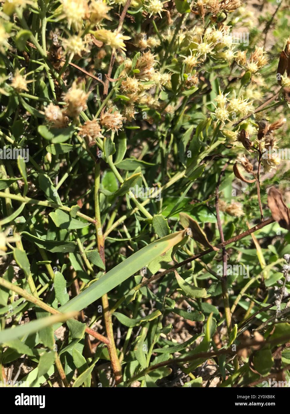 (Baccharis linearifolia) Plantae Stock Photo - Alamy