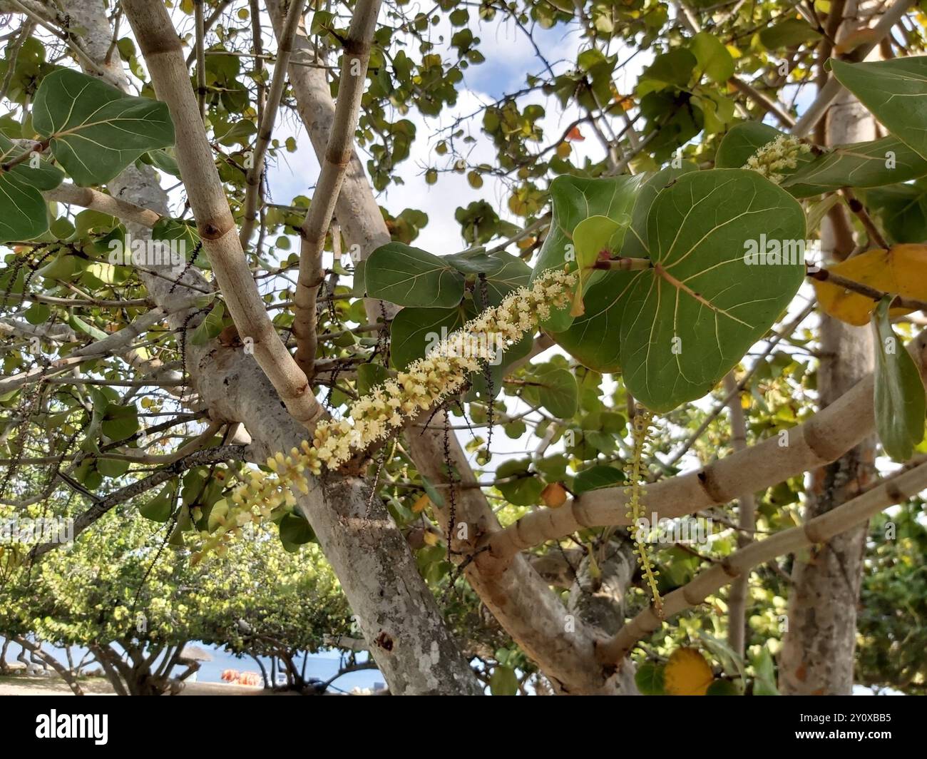 sea grape (Coccoloba uvifera) Plantae Stock Photo - Alamy