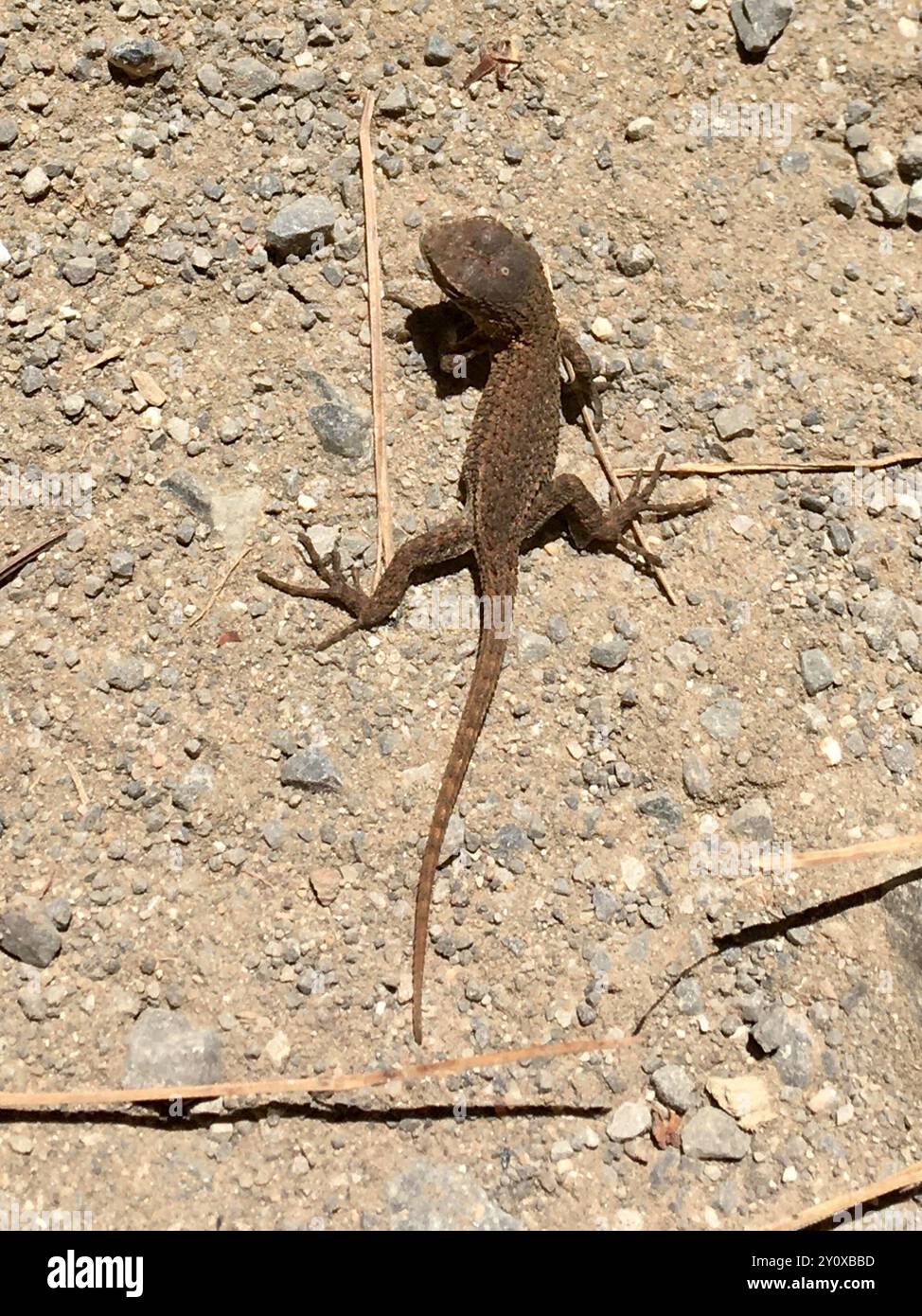 Spiny Lizards (Sceloporus) Reptilia Stock Photo - Alamy