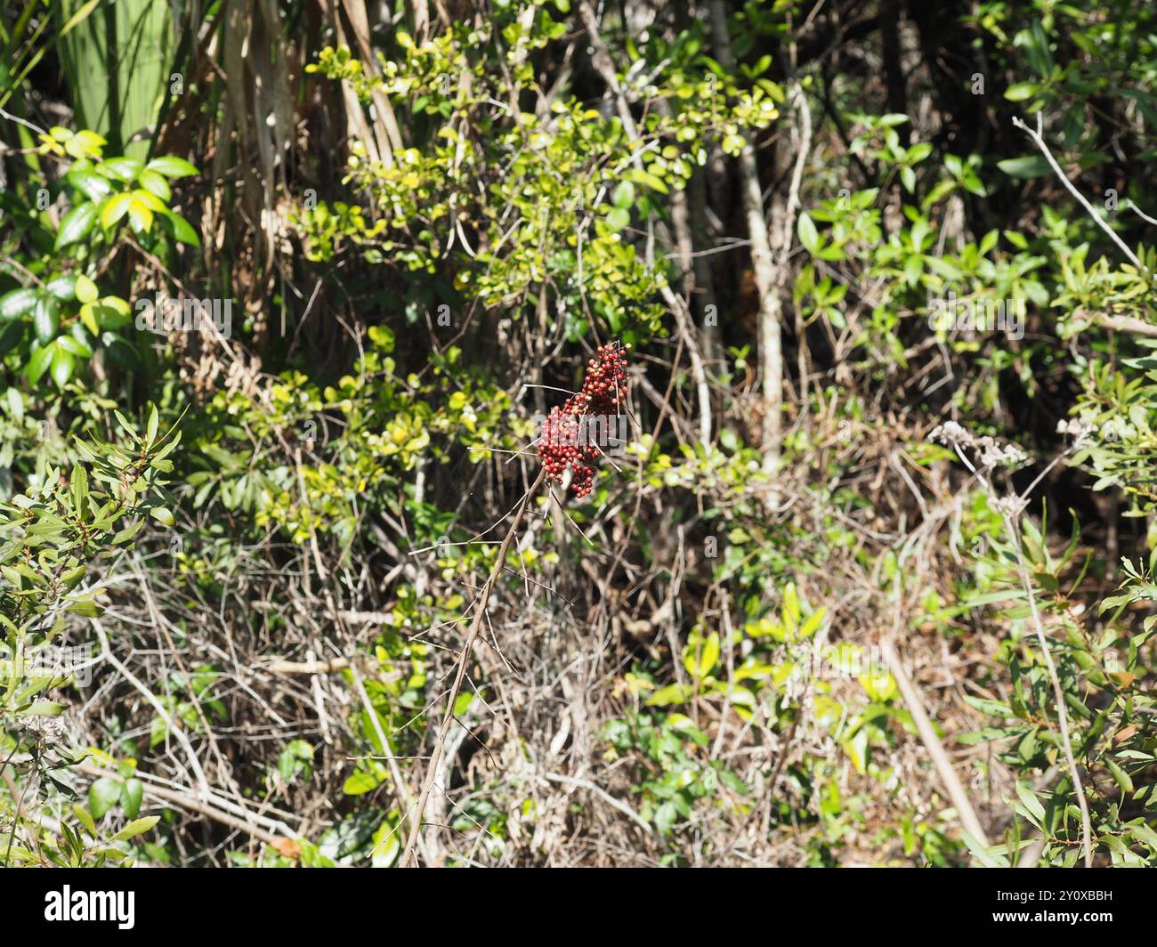 flowering plants (Angiospermae) Plantae Stock Photo - Alamy