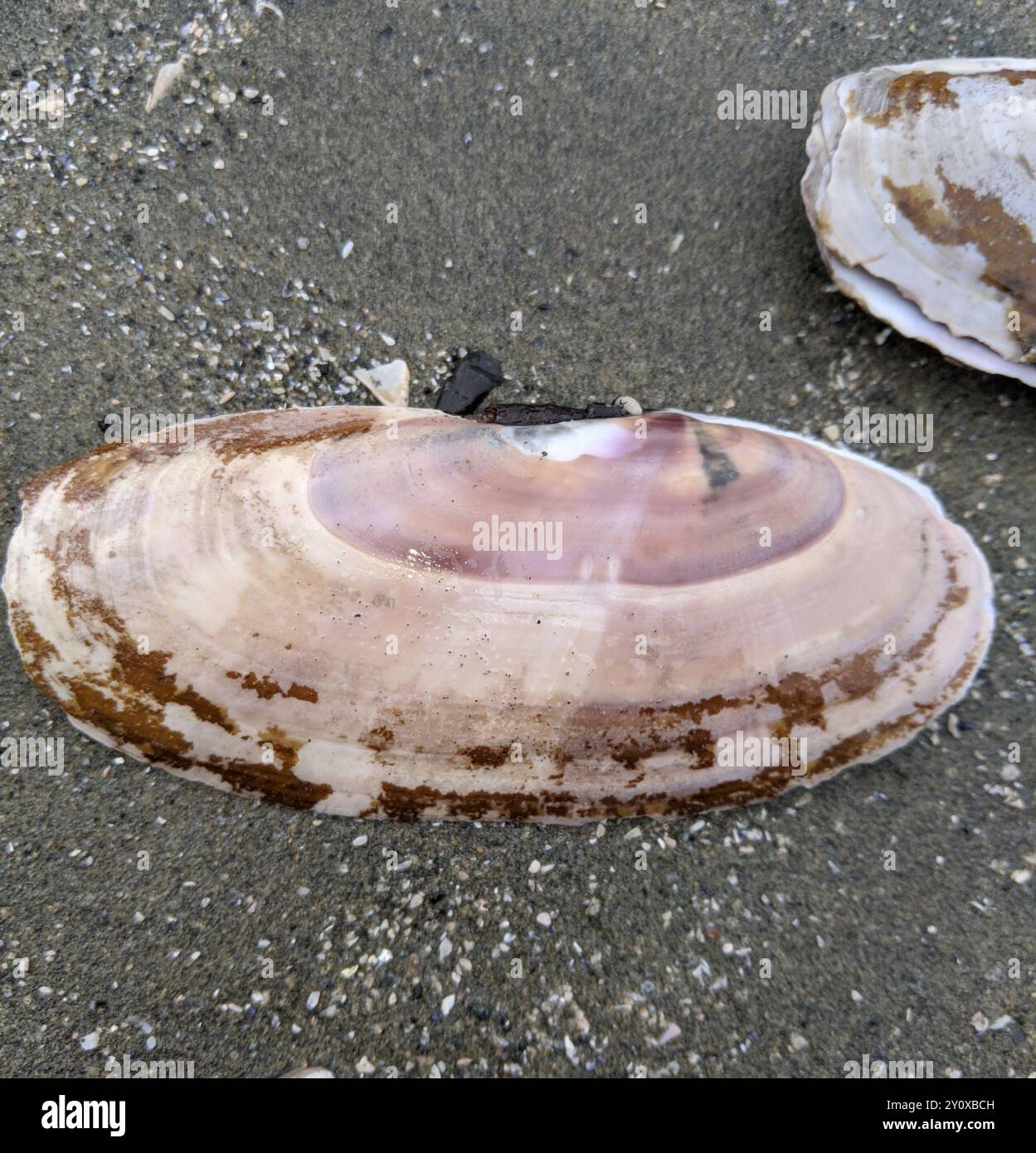 Pacific Razor Clam (Siliqua patula) Mollusca Stock Photo - Alamy