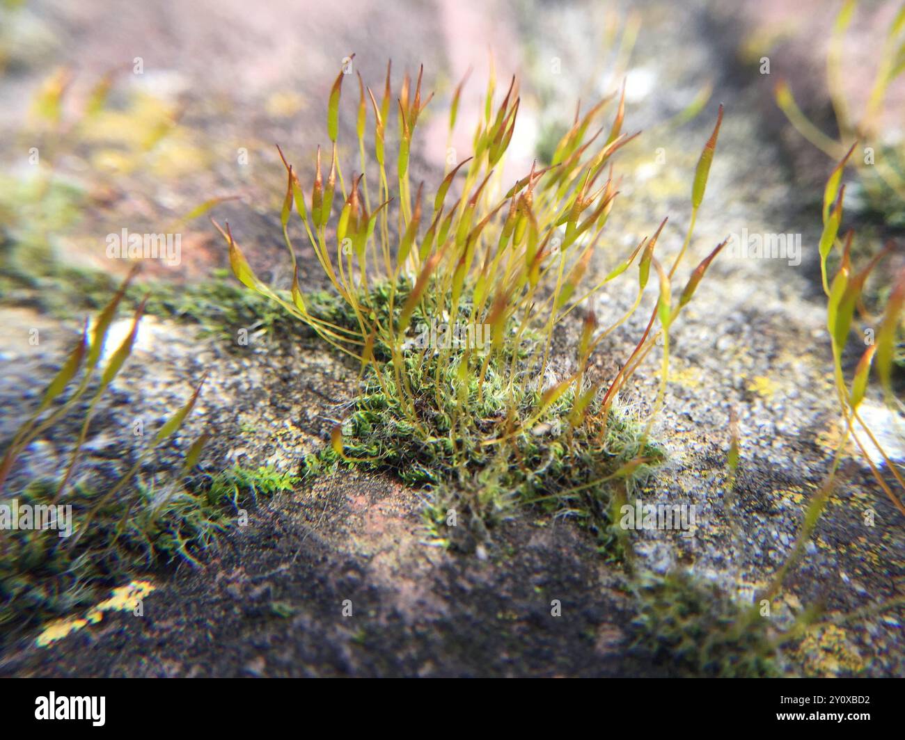 Wall Screw-moss (Tortula muralis) Plantae Stock Photo - Alamy