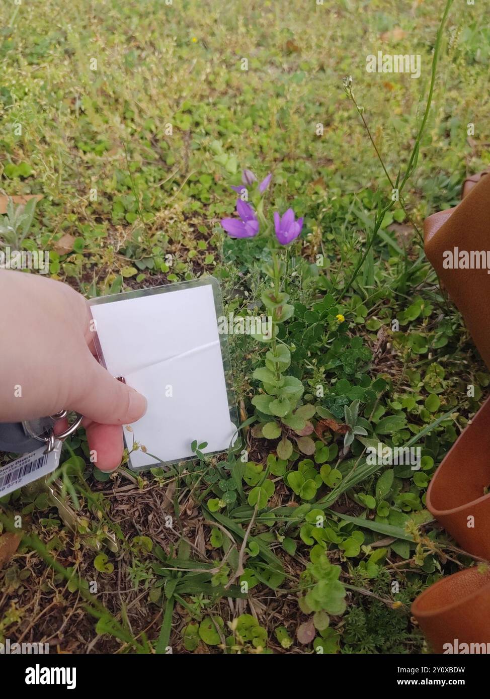 clasping Venus's looking glass (Triodanis perfoliata) Plantae Stock ...