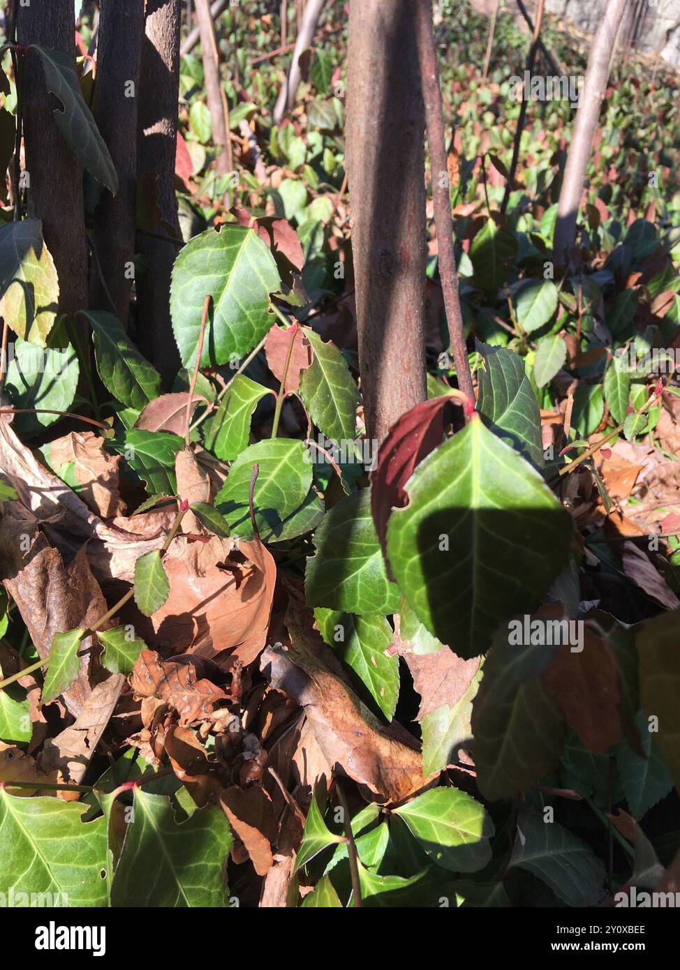 fortune's spindle (Euonymus fortunei) Plantae Stock Photo - Alamy