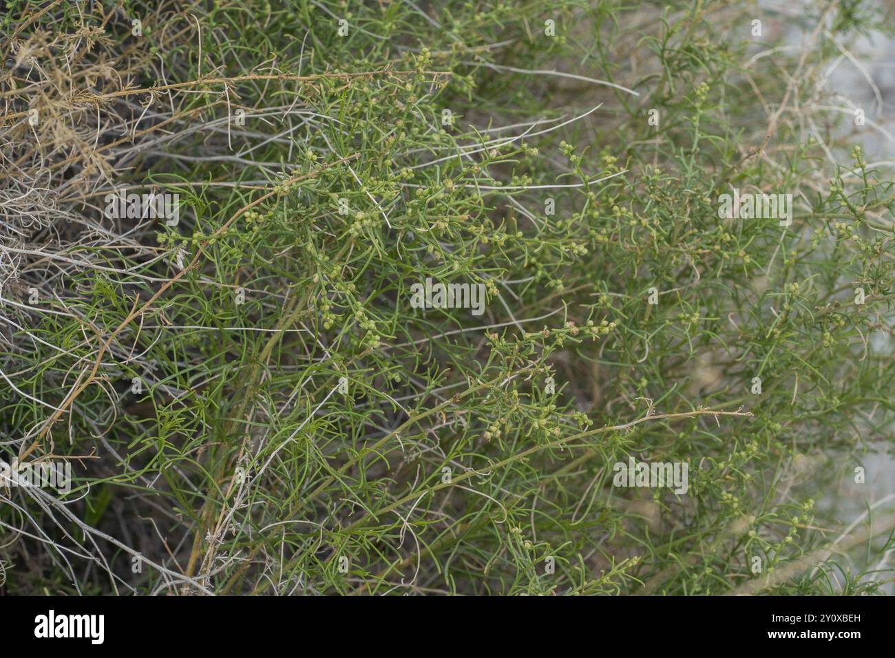 Cheesebush (Ambrosia salsola) Plantae Stock Photo - Alamy
