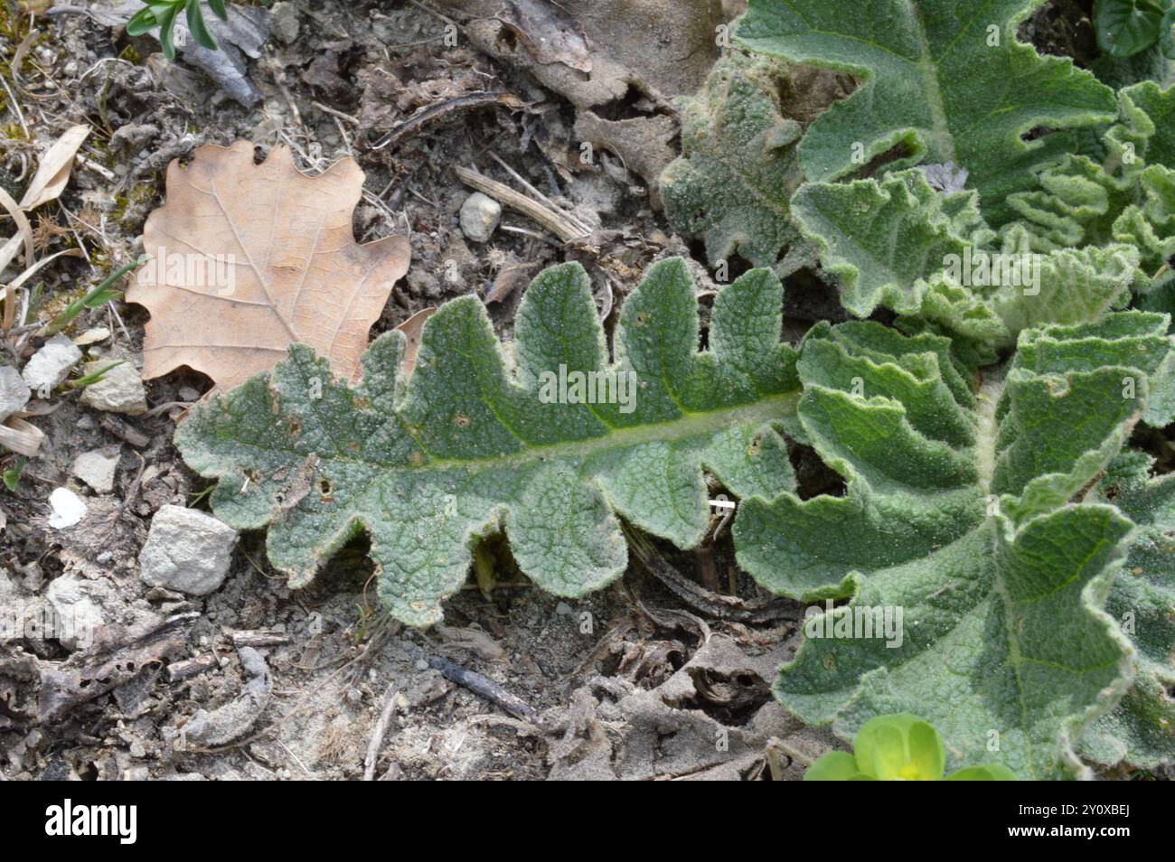 wavyleaf mullein (Verbascum sinuatum) Plantae Stock Photo - Alamy